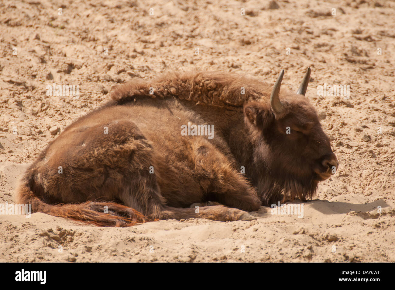 Bison bars hi-res stock photography and images - Alamy