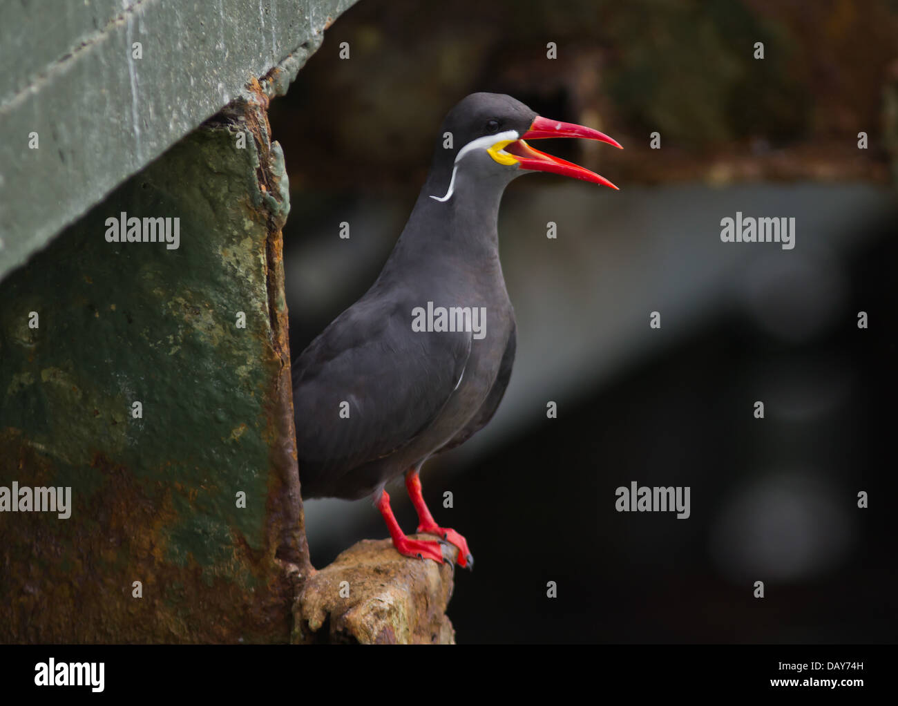 Portrait of Inca Tern bird (Larosterna inca) Lima, Peru Stock Photo - Alamy