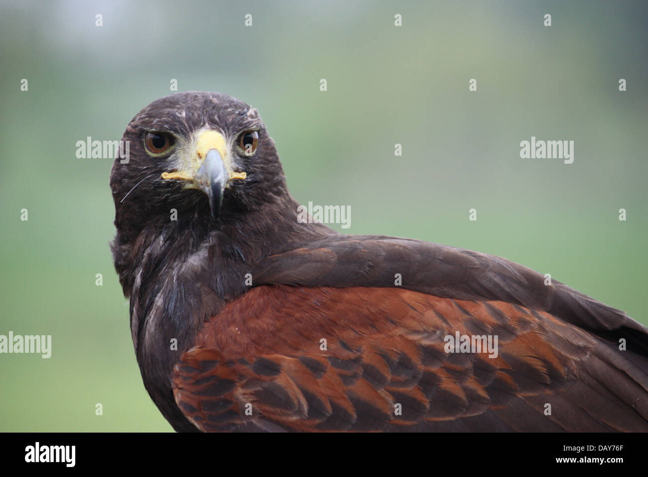 Fantastic brown hawk raptor Stock Photo - Alamy