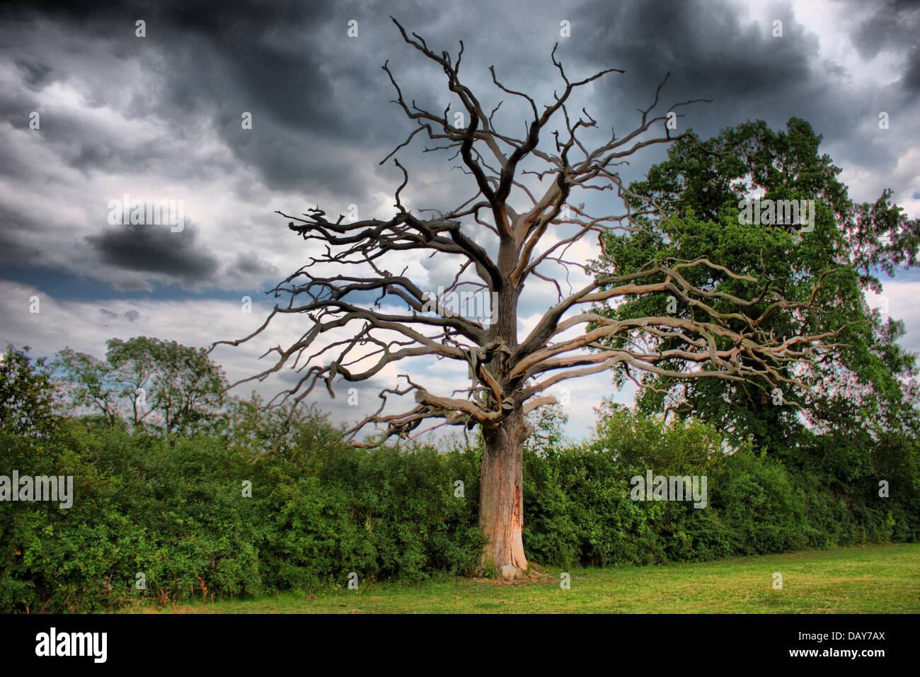 a dead tree under a cloudy sky Stock Photo - Alamy