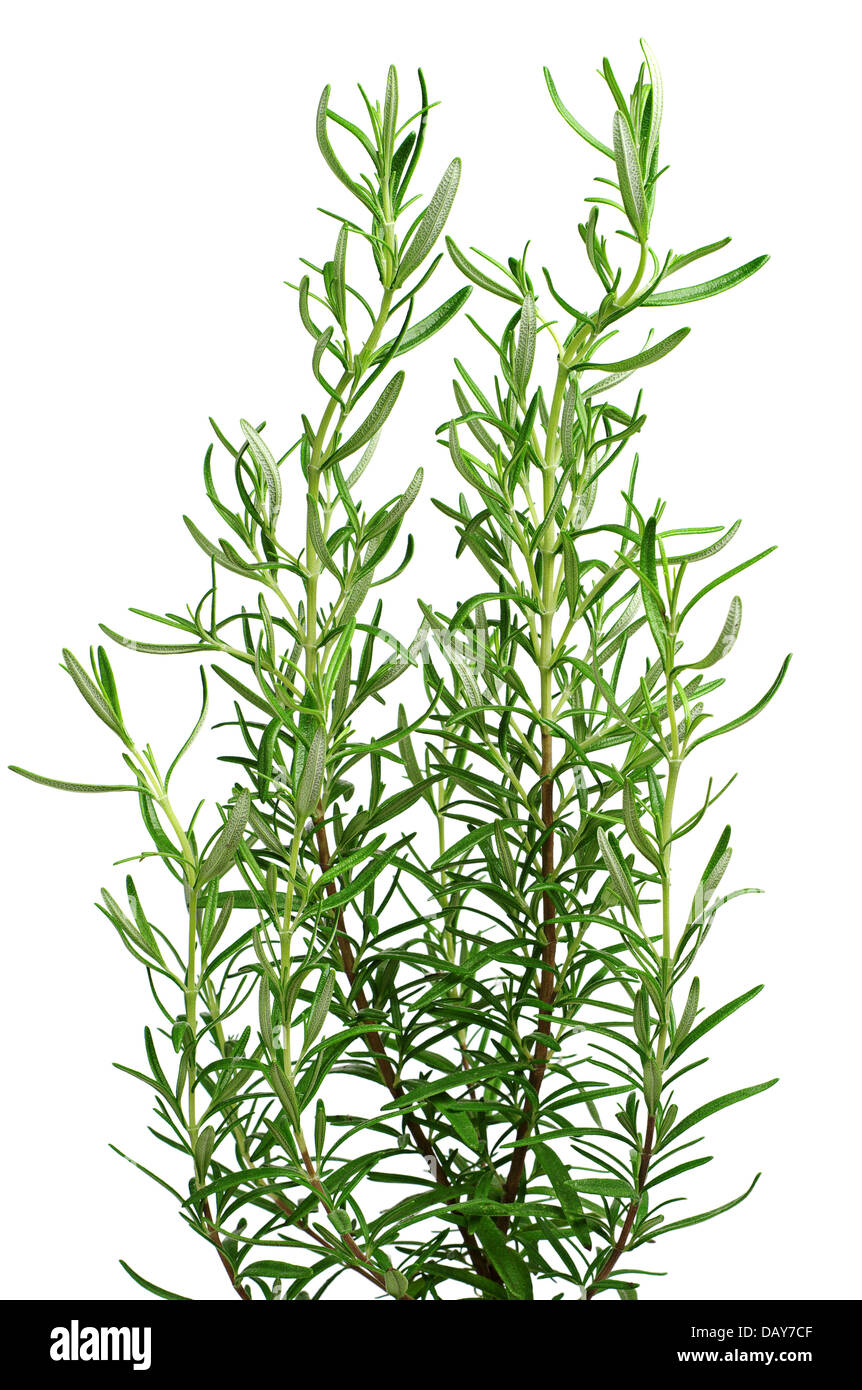 Rosemary plant isolated on white Stock Photo - Alamy