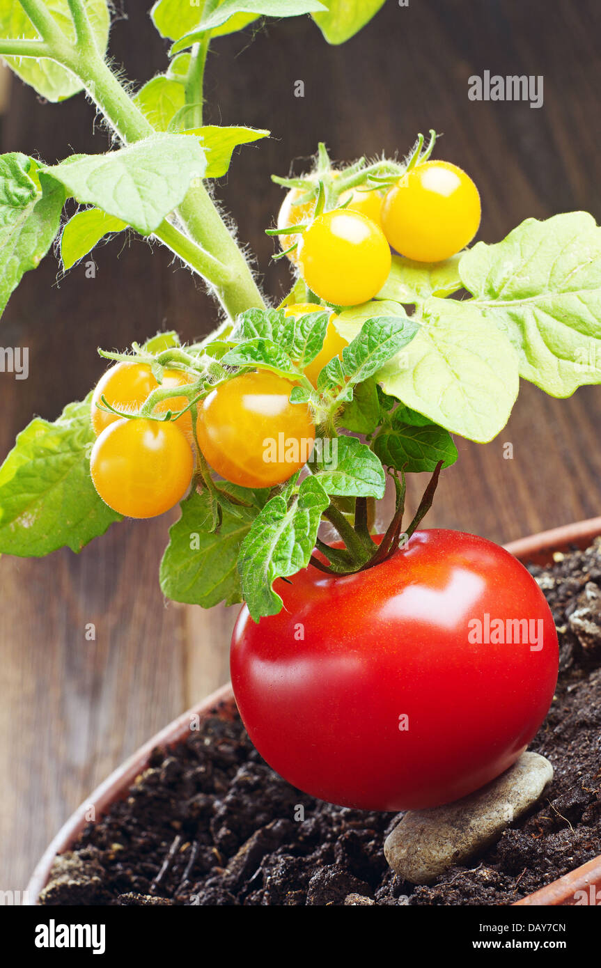 Cherry tomato plant pot hi-res stock photography and images - Alamy
