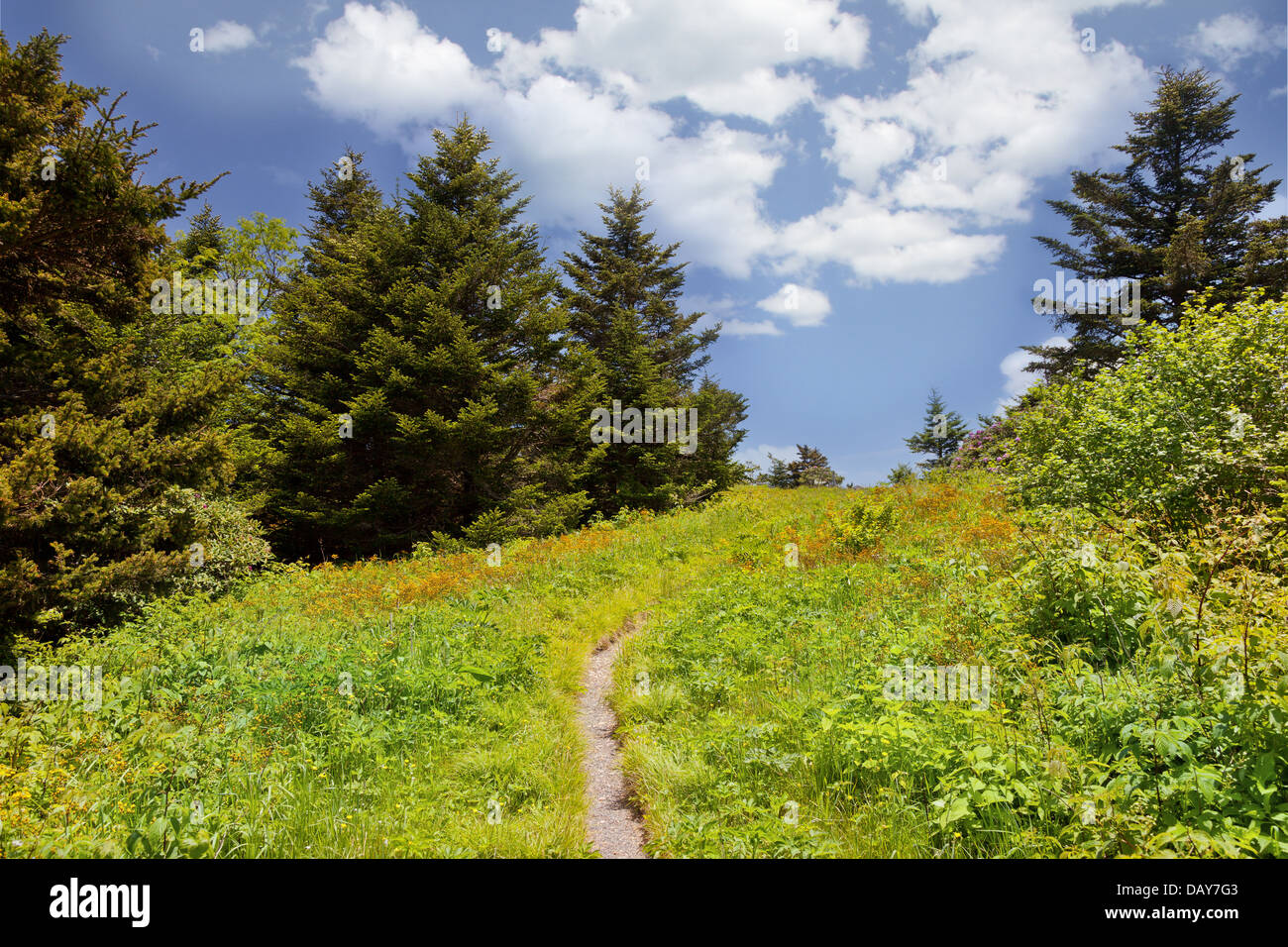 Hiking trail on Roan Mountain, Mitchell County North Carolina Stock ...