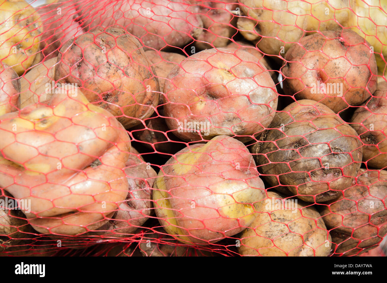 Native potatoes of the Peruvians Andes Stock Photo - Alamy