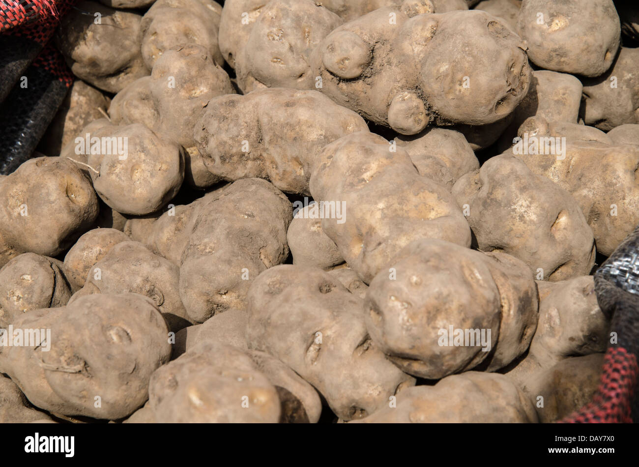 Native potatoes of the Peruvians Andes Stock Photo - Alamy