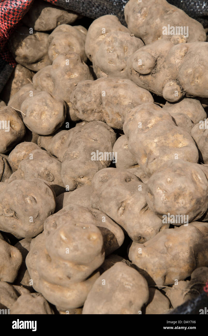Native potatoes of the Peruvians Andes Stock Photo - Alamy