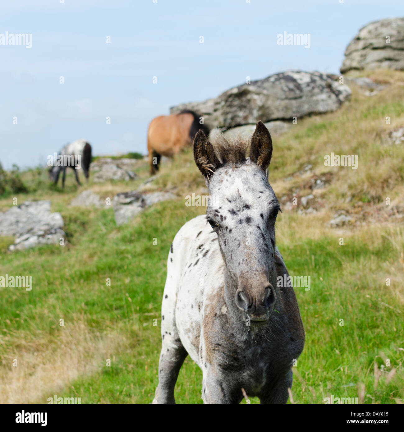 Dartmoor ponies blue hi-res stock photography and images - Alamy