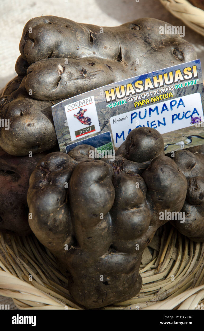 Native potatoes of the Peruvians Andes Stock Photo - Alamy