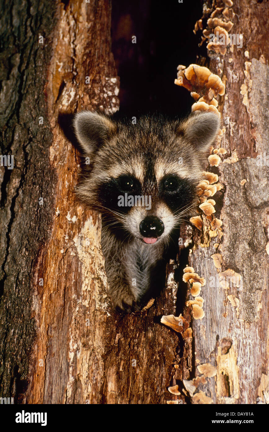Cute baby raccoon or pup, Procyon lotor, pokes head out of hollow log ...