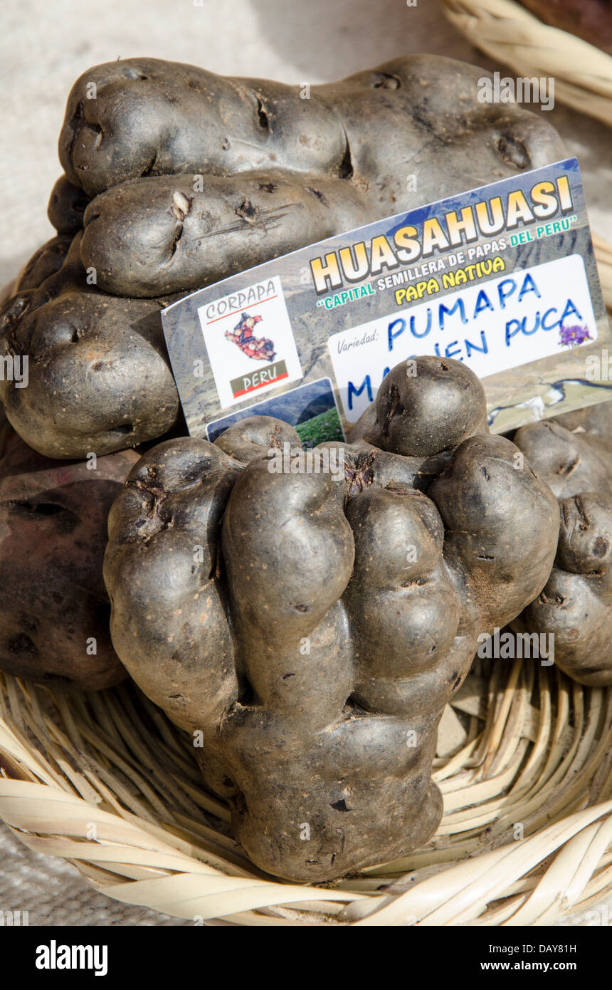 Native potatoes of the Peruvians Andes Stock Photo - Alamy