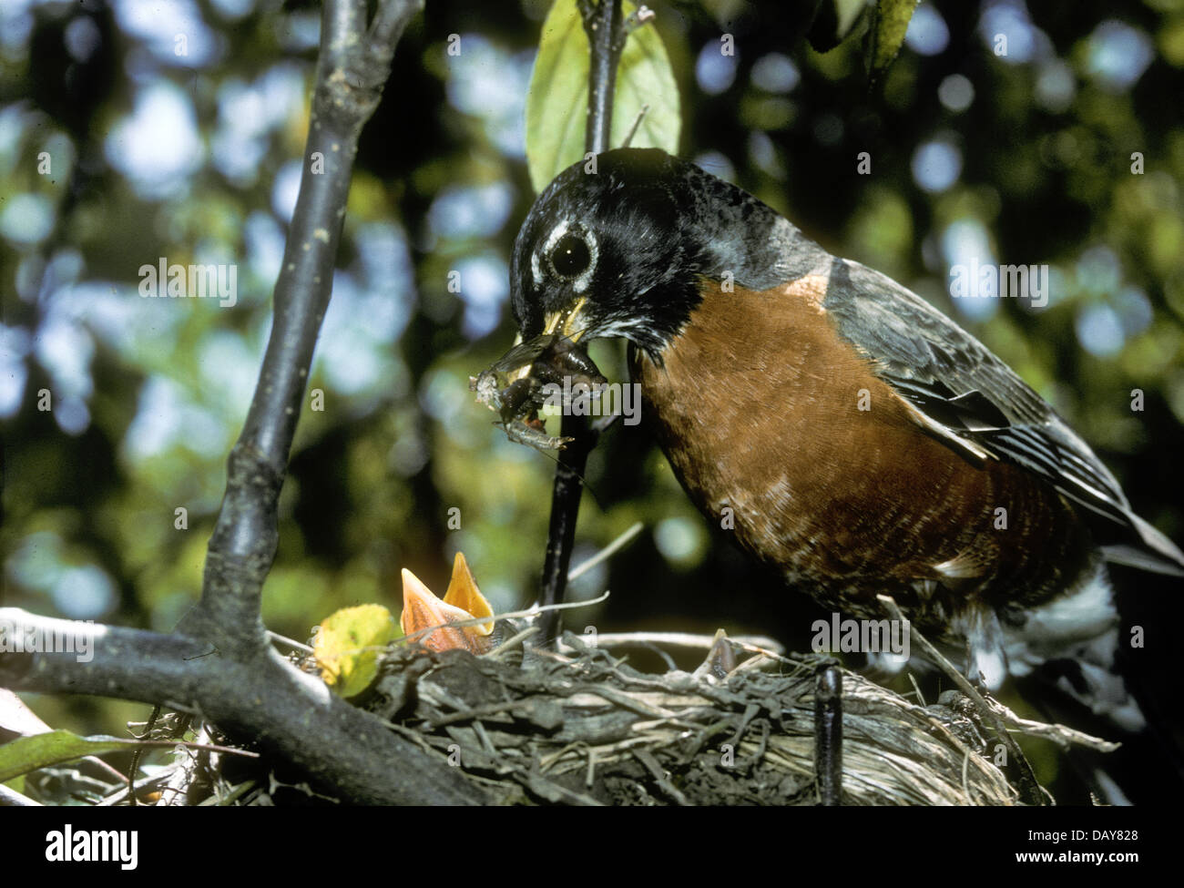 Mother robin hi-res stock photography and images - Alamy