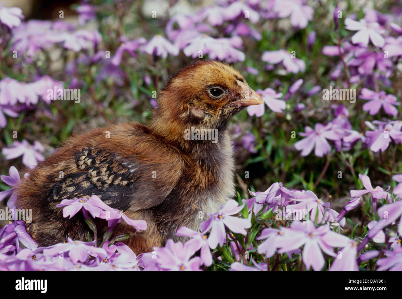 Brown Hampshire chick in purple phlox flowers, Maine USA Stock Photo ...