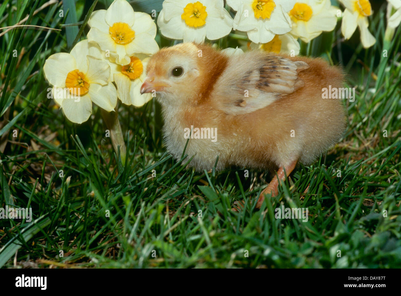 Rhode Island Red chick in spring by daffodils, MIssouri, USA Stock ...