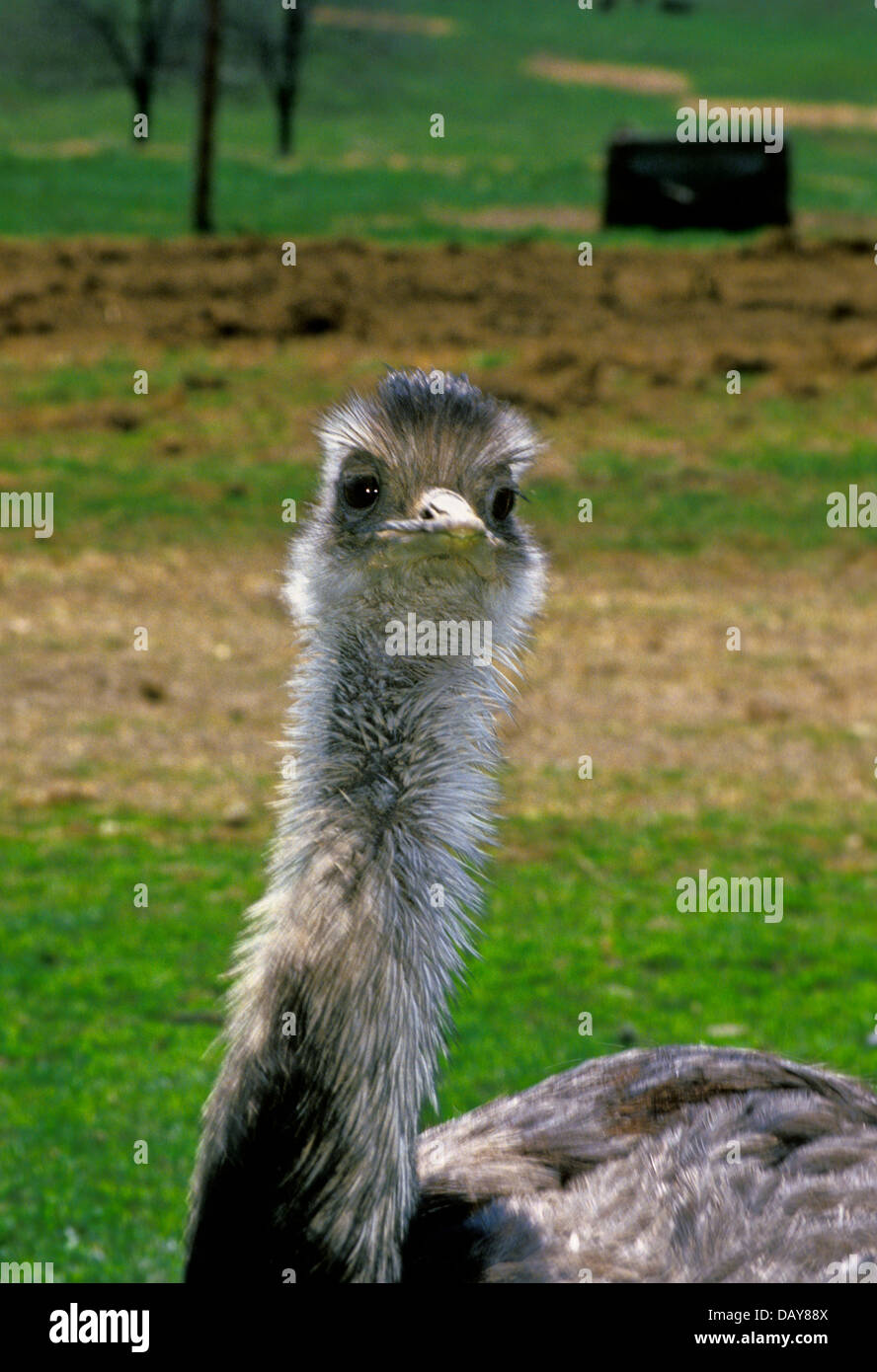 Male rhea hi-res stock photography and images - Alamy