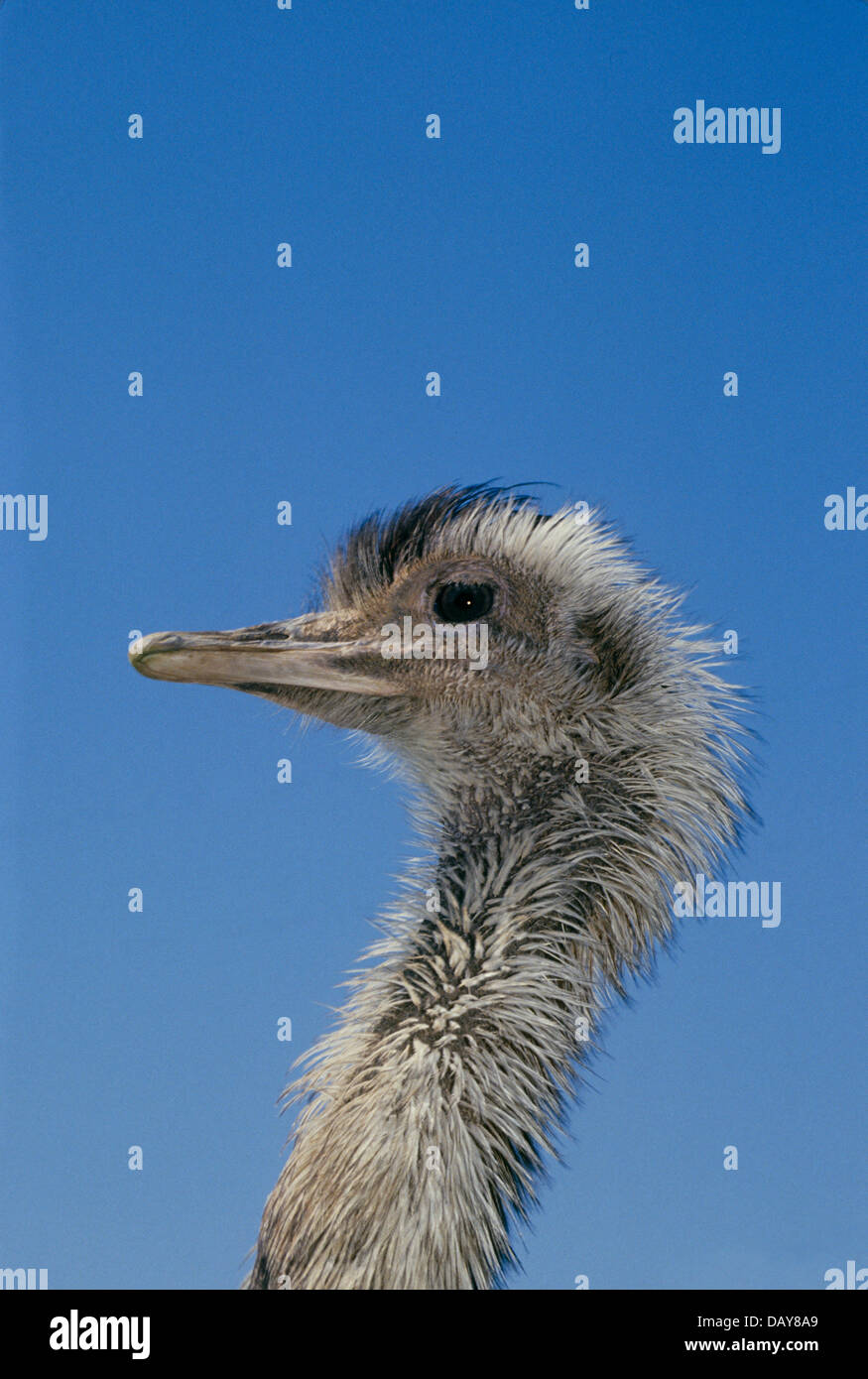 Male Rhea, Rhea americana, giving courtship display Stock Photo - Alamy