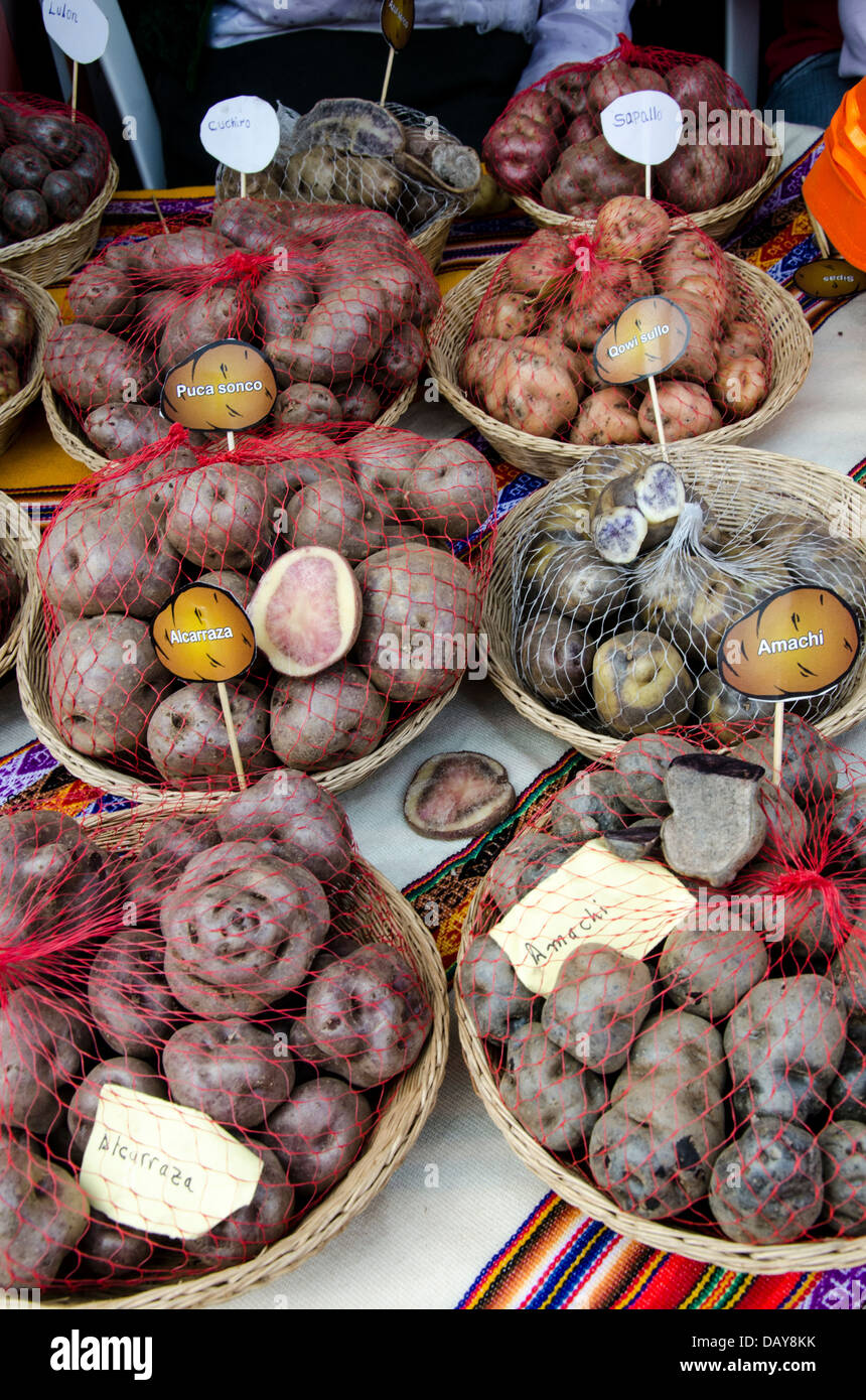 Native potatoes of the Peruvians Andes Stock Photo - Alamy