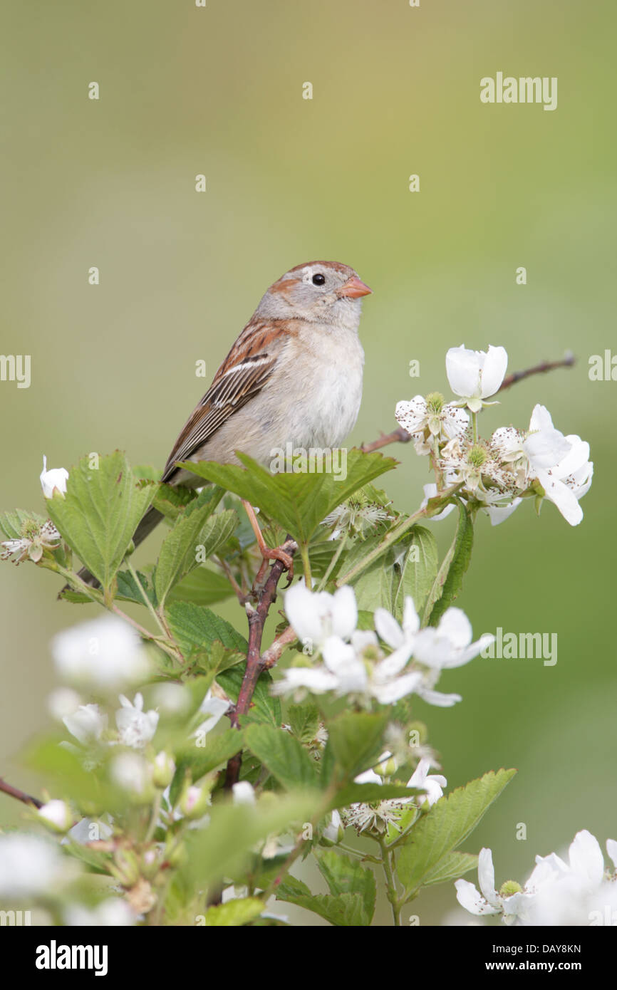 Field Sparrow perching in Blackberry Flowers - vertical bird songbird ...