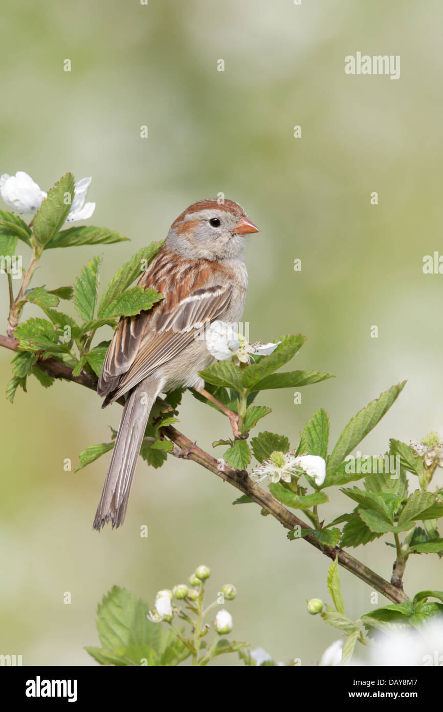Field Sparrow perching in Blackberry Flowers - vertical bird songbird ...