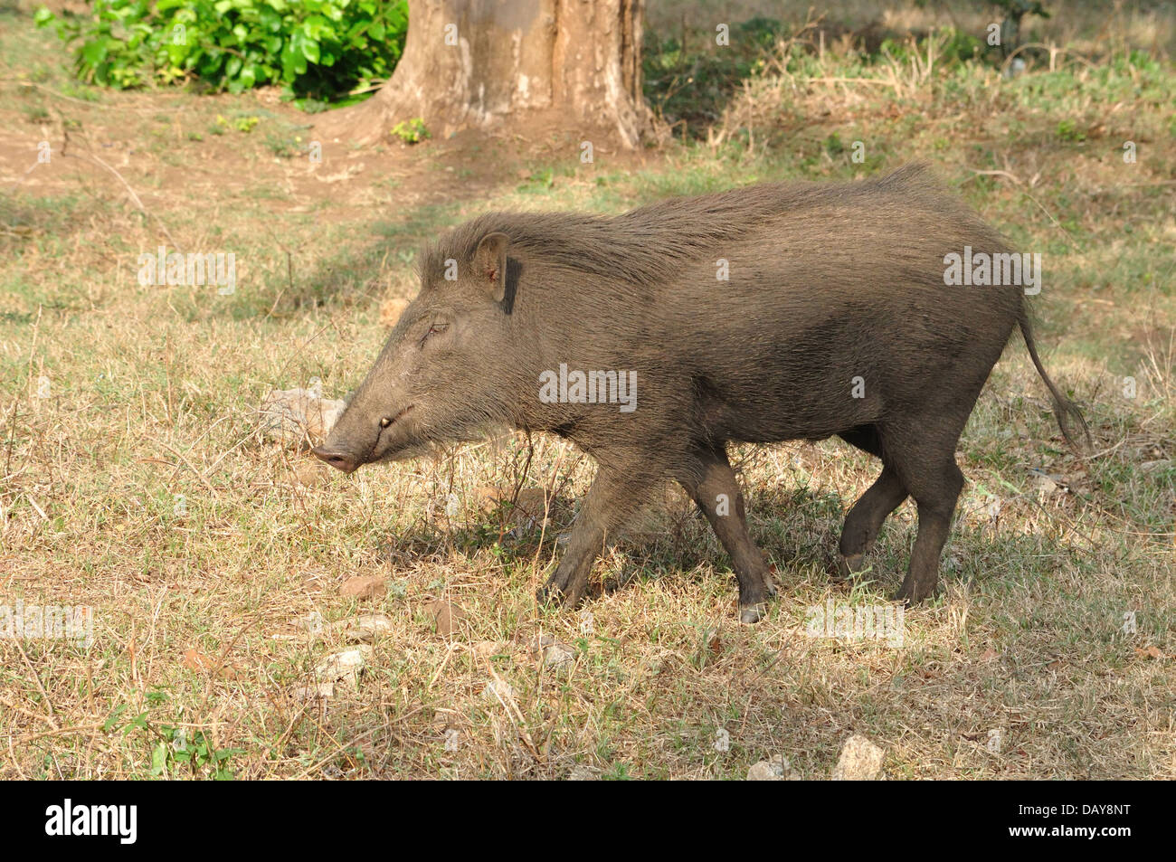 Tushes hi-res stock photography and images - Alamy