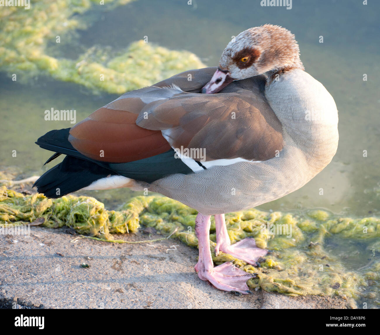 various photographs of adult geese alone and some with goosling chicks ...
