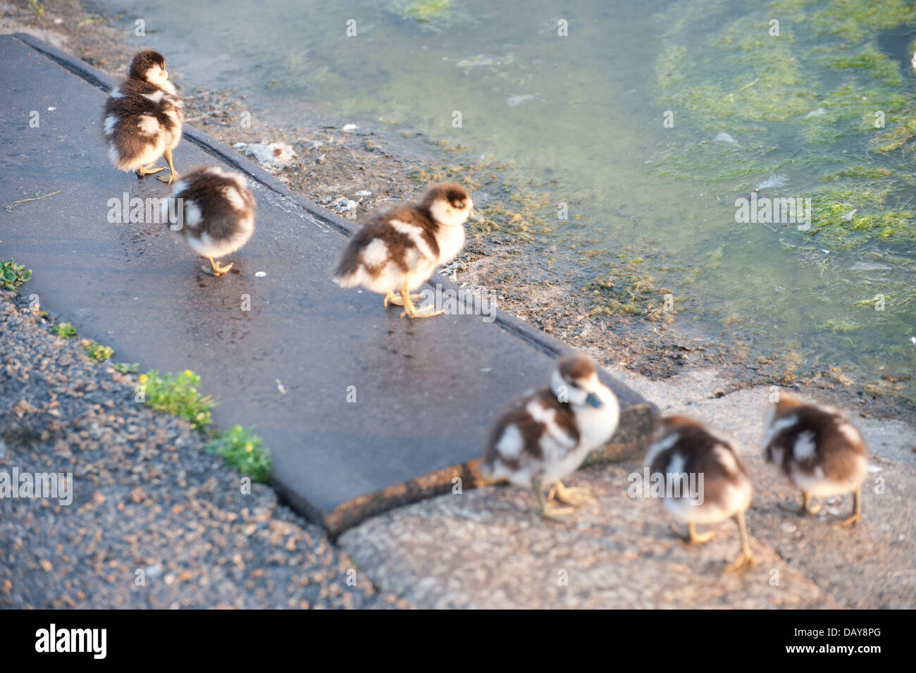geese and gosling chick single and as a group closeups the colours of ...