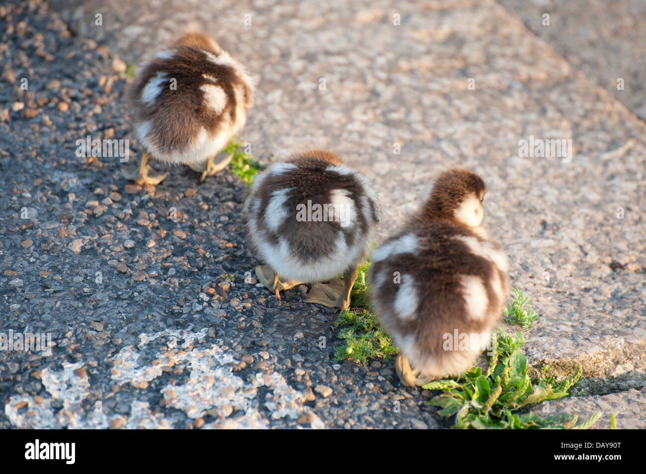 geese and gosling chick single and as a group closeups the colours of ...