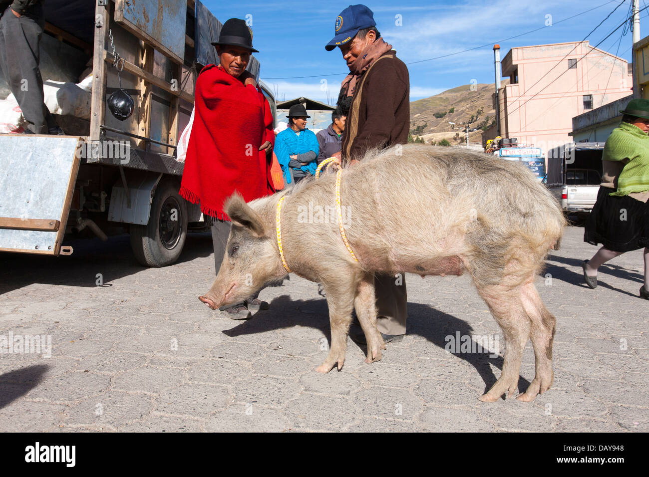 A pig, livestock and other animals are traded and sold at the colorful ...