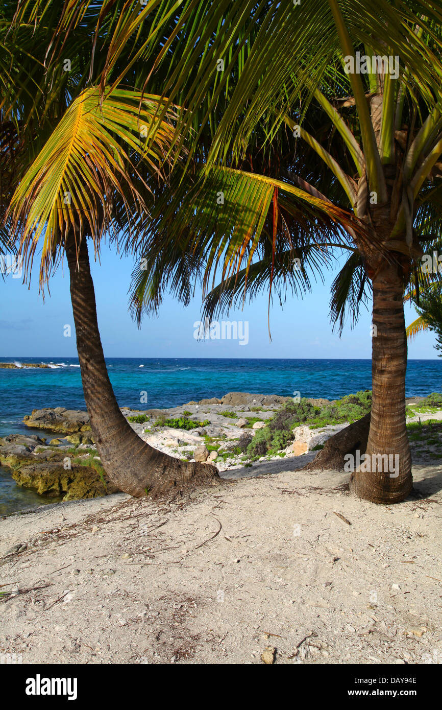 Smooth tropical view palm trees hi-res stock photography and images - Alamy