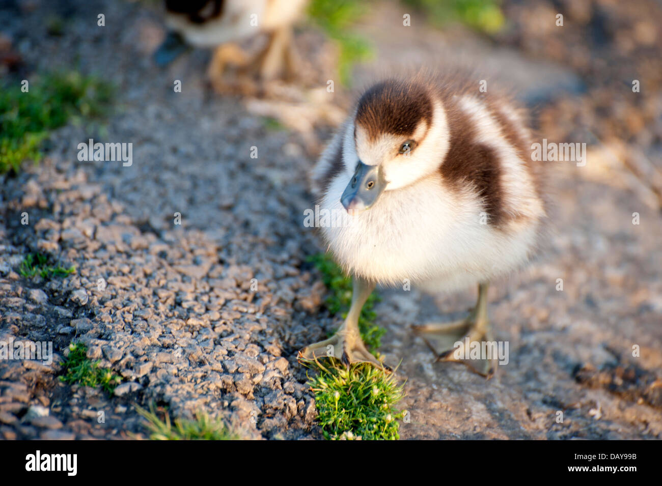geese and gosling chick single and as a group closeups the colours of ...