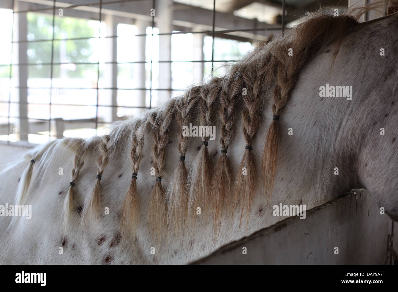 A horse's braided mane Stock Photo - Alamy