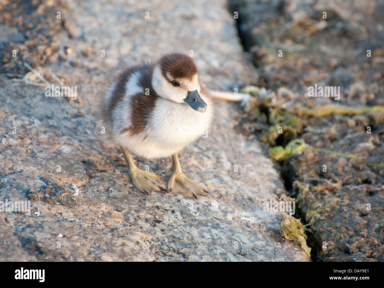 geese and gosling chick single and as a group closeups the colours of ...