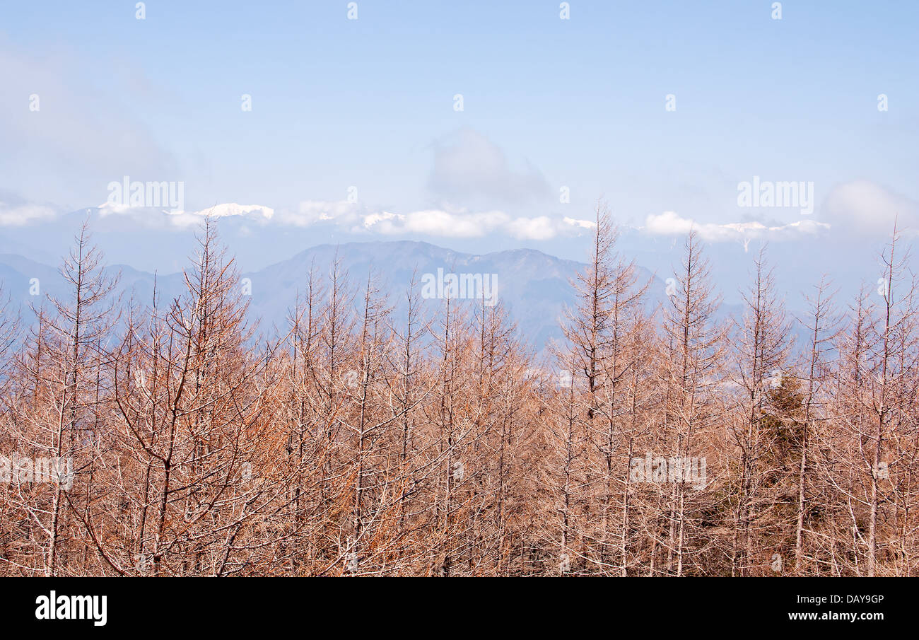 Barren trees hi-res stock photography and images - Alamy