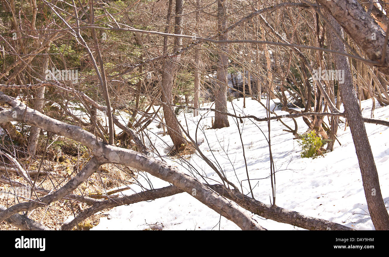 Snow flow through the trees onto the ground below Stock Photo - Alamy