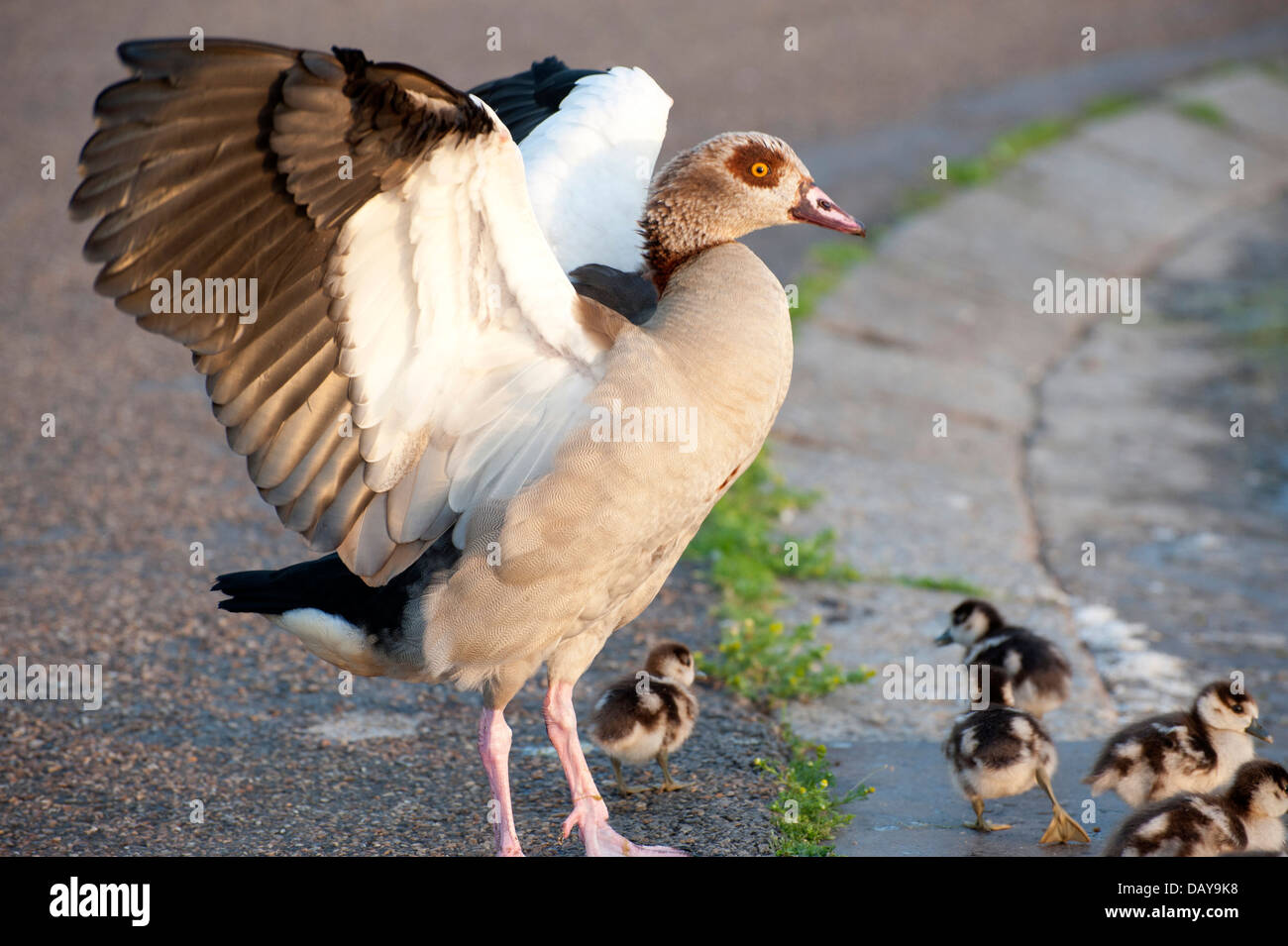 Chicks family gosling land hi-res stock photography and images - Alamy
