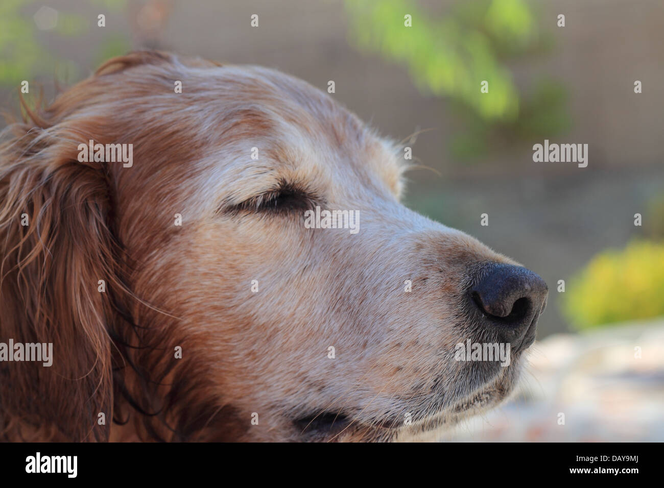 Senior female golden retriever side profile Stock Photo - Alamy