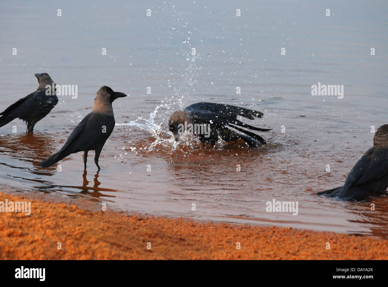 Bathing animal hi-res stock photography and images - Alamy