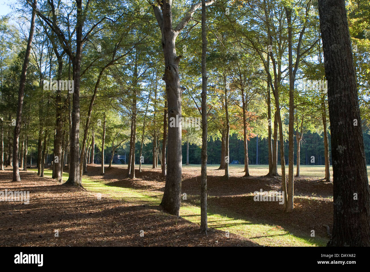 Trees line Island Fort Road, one of several colonial paths leading from ...