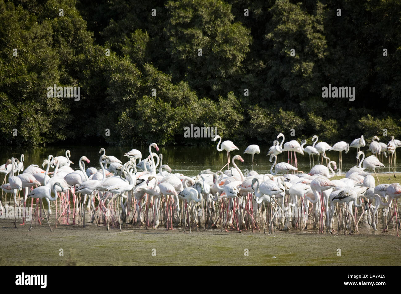 Pink flamingos, Dubai Creek, Ras Al Khor Wildlife Sanctuary, Dubai ...