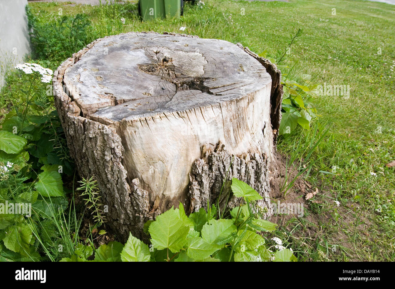 tree stump stumps cut cutting down forests deforest deforestry forest ...