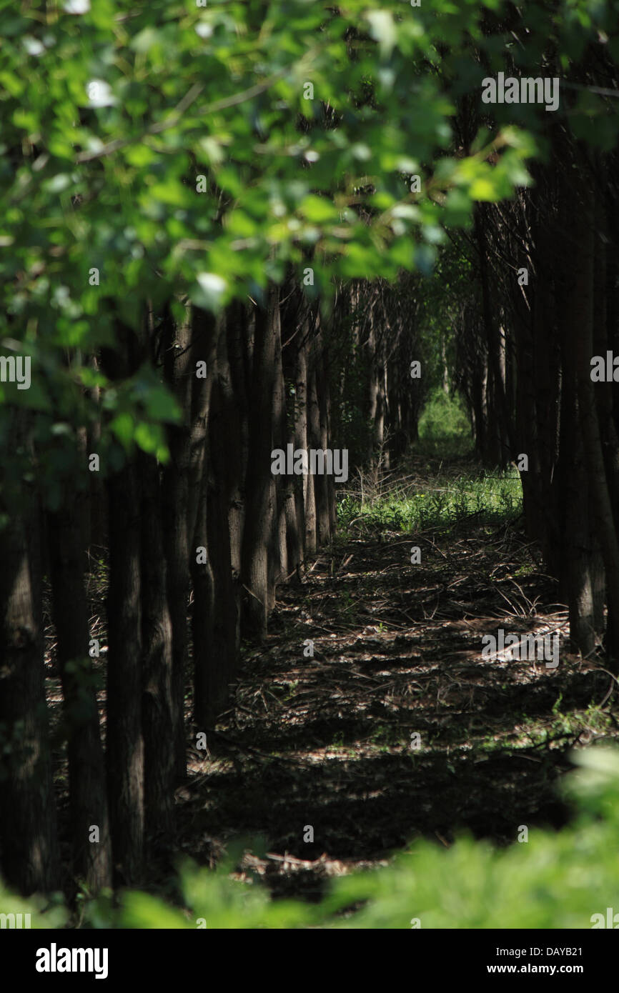 Forest trees in Pavlikeni, Bulgaria Stock Photo - Alamy
