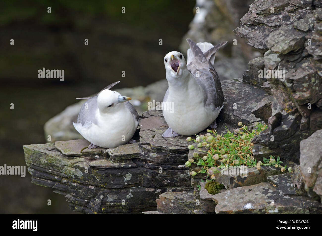 Fulmar Oil High Resolution Stock Photography and Images - Alamy