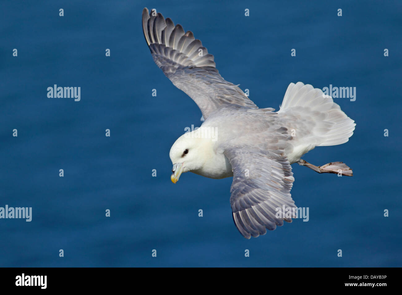 Arctic Fulmar High Resolution Stock Photography and Images - Alamy