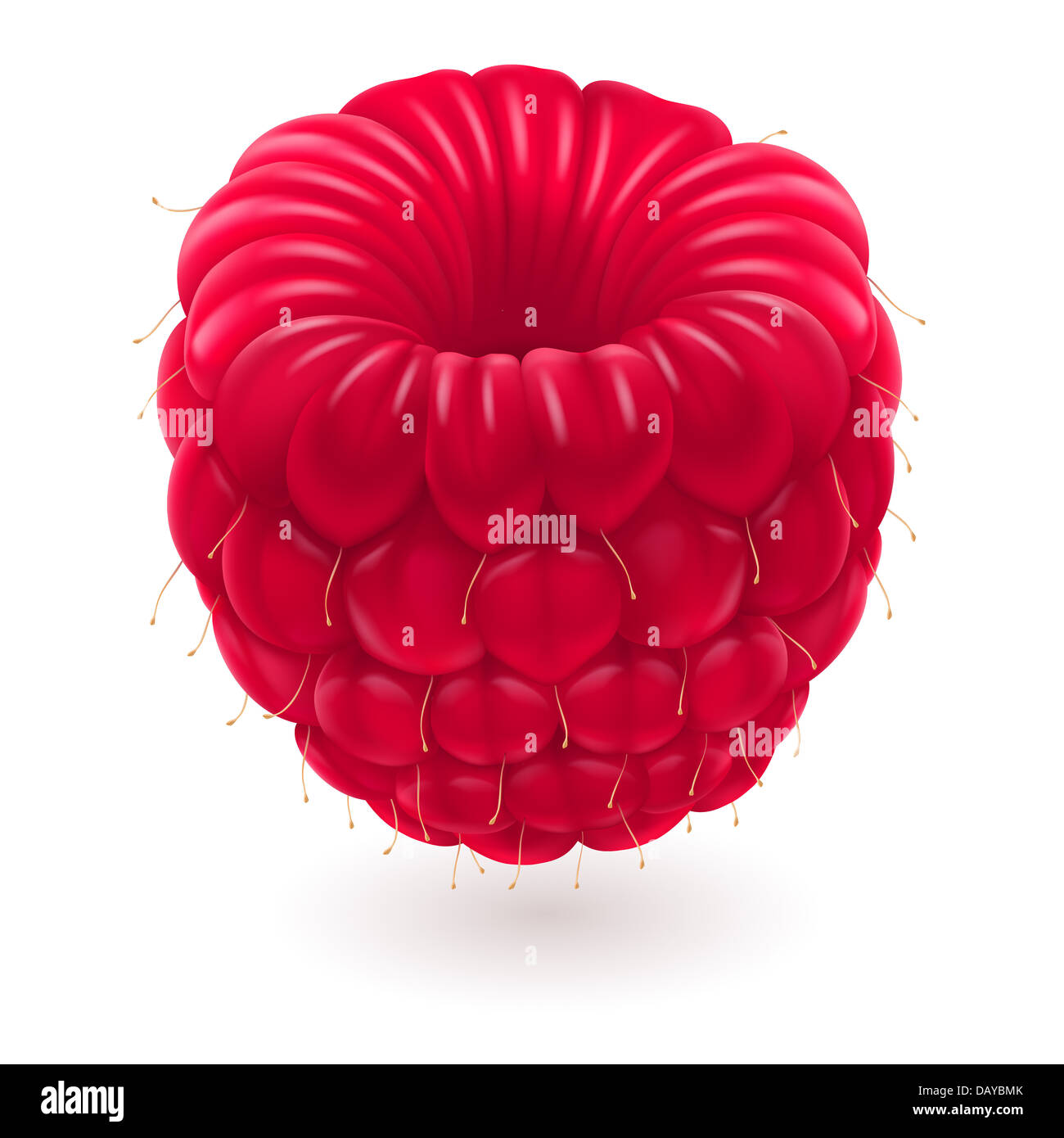Realistic raspberries. Illustration on white background for design ...