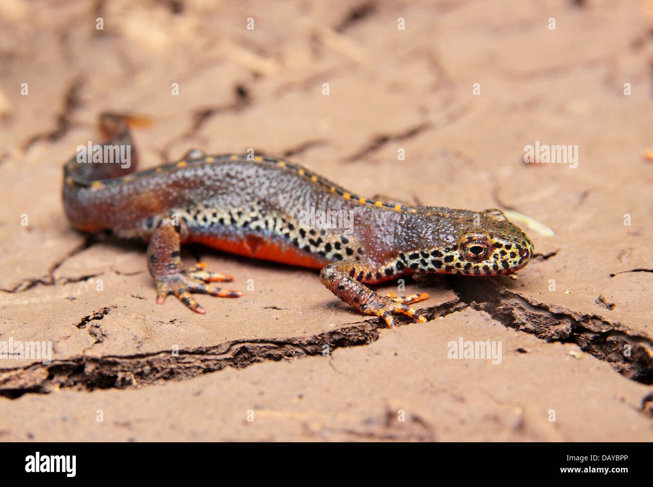 Alpine newt on land Stock Photo - Alamy