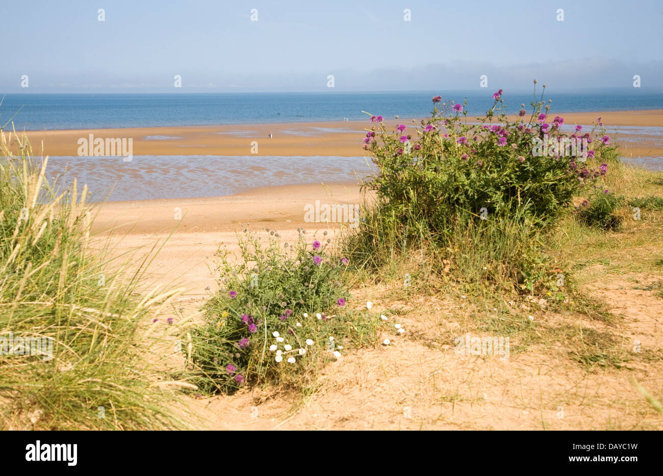 Sand dunes marram grass sandy beach Hunstanton, Norfolk, England Stock ...
