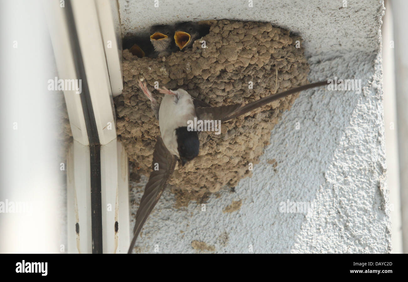 Image of nesting House Martins with chicks in Prague, Czech Republic in ...