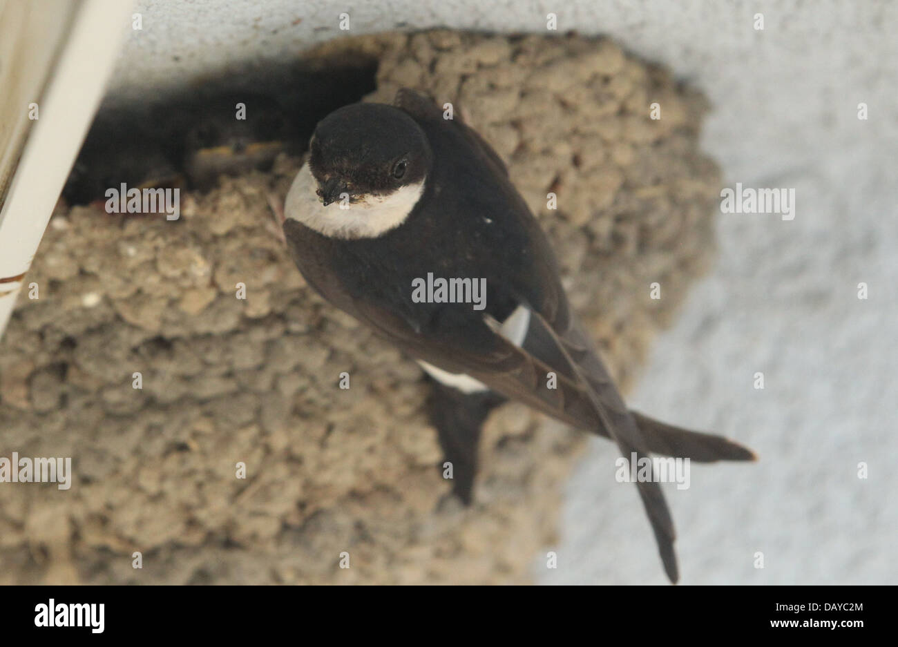 Image of nesting House Martins with chicks in Prague, Czech Republic in ...