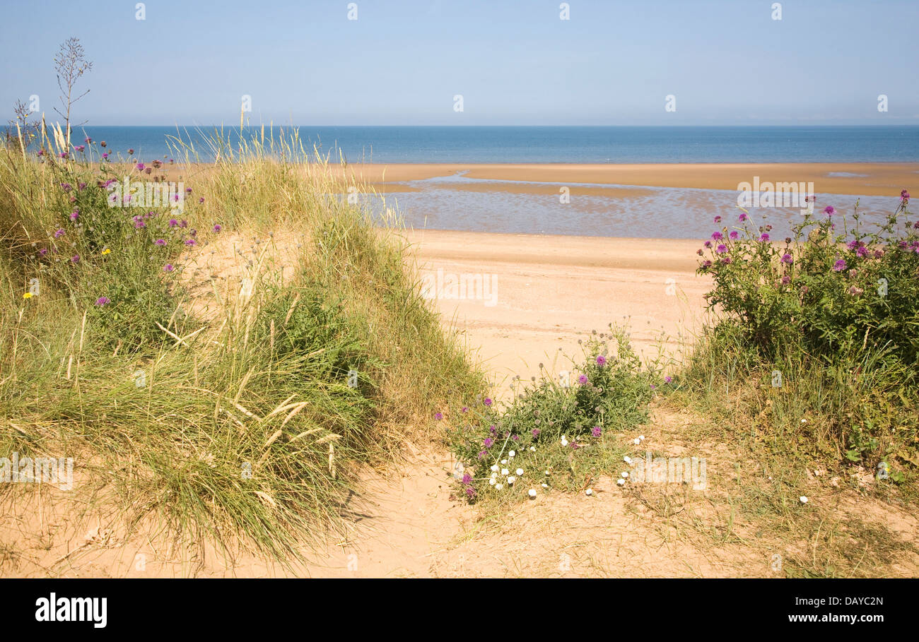 Sand dunes marram grass sandy beach Hunstanton, Norfolk, England Stock ...