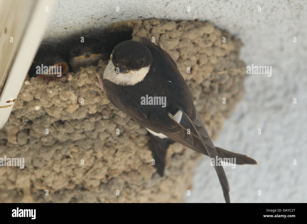 Image of nesting House Martins with chicks in Prague, Czech Republic in ...