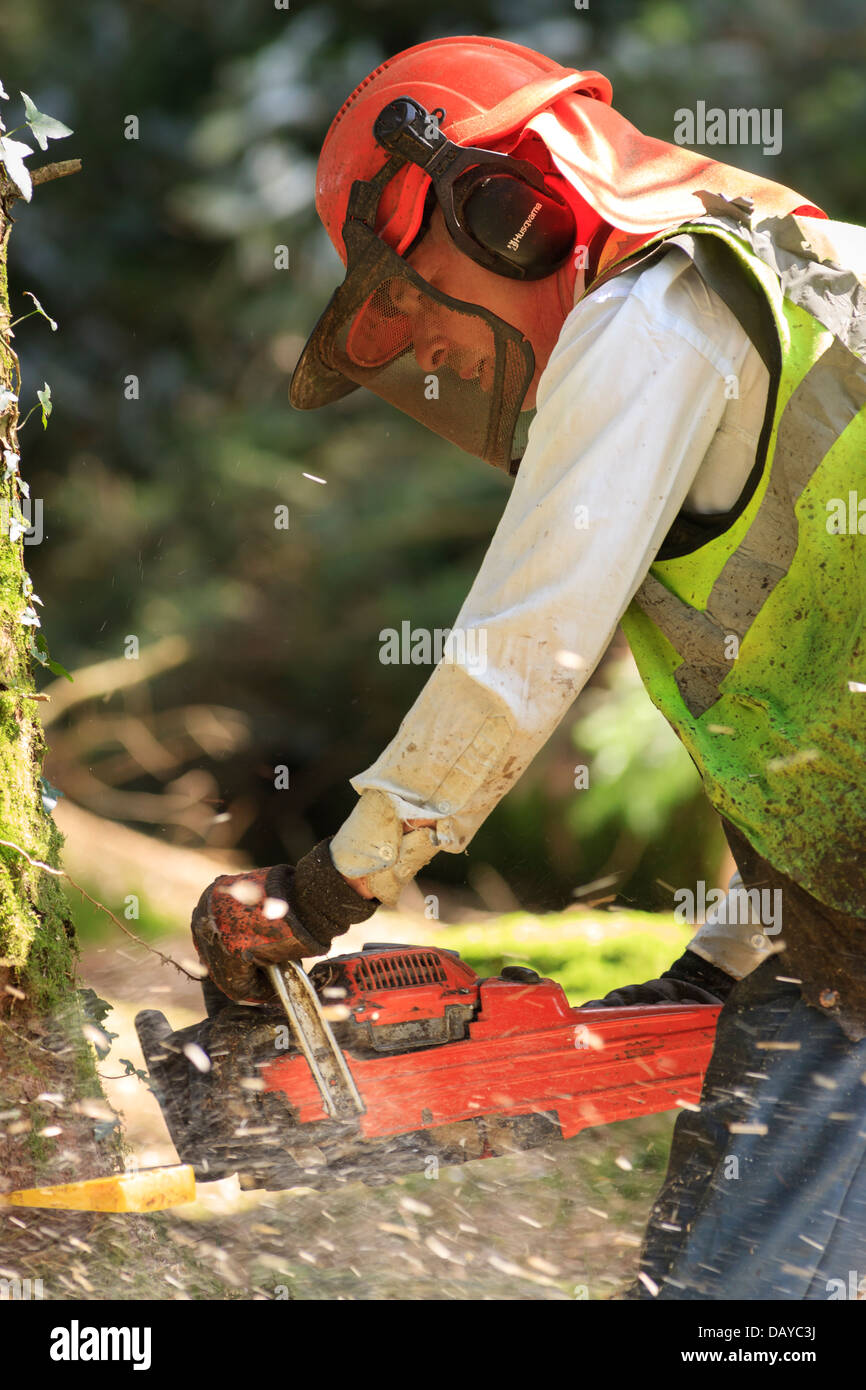 Lumberjack felling tree close up hi-res stock photography and images ...